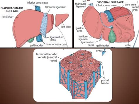 5 Anatomy And Functional Histology Of The Liver Medicine Liver