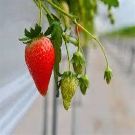 Strawberry Detection Object Detection Dataset V9 2024 04 09 624pm By Harvesting Robot Datasets
