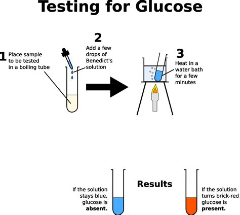 Testing For Carbohydrates Proteins And Lipids Mooramo