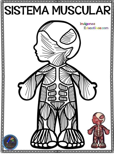 Cuaderno Del Cuerpo Humano Para Colorear Imagenes Educativas