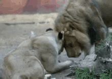 Lion Kisses S Tenor
