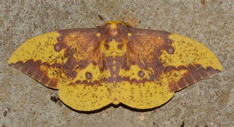 Imperial Moth Facts And Photos Tydepool