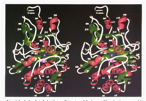 Figure 2 From Crystal Structure Of Inositol Polyphosphate 1 Phosphatase