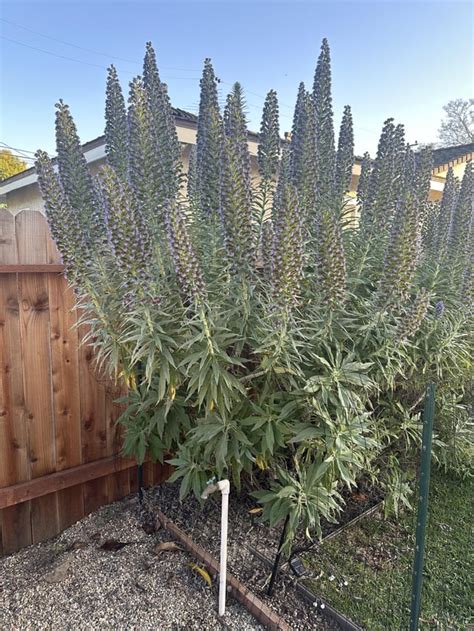 This Plant Is In My Yard I Dont Know What It Is What Is This Plant