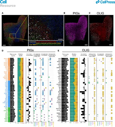 Figure 1 From Spatial Transcriptomics And In Situ Sequencing To Study