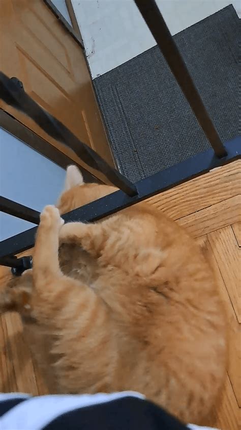 This Is My Grandpas Cat Doofus Roneorangebraincell