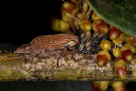 Premium Photo Adult Aetalionid Treehopper