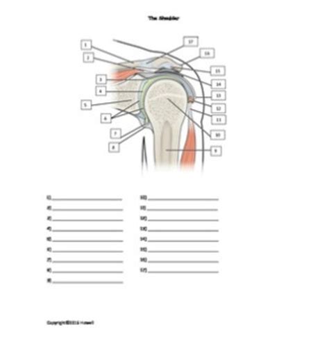 Anatomy Of The Shoulder Review Bundle For Anatomy Or Physiology Amped