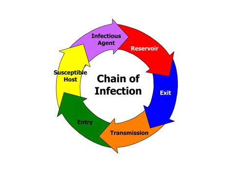 Infection Cycleppt