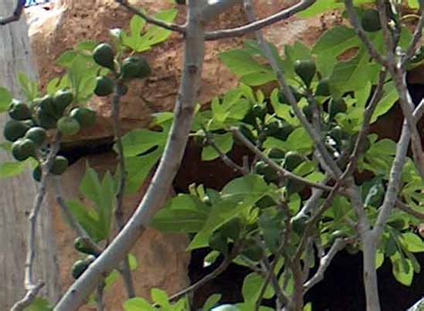Fig Trees In Israel