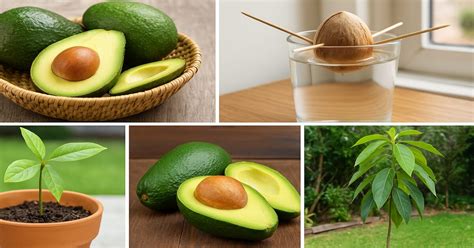How To Grow Avocados At Home For A Never Ending Supply