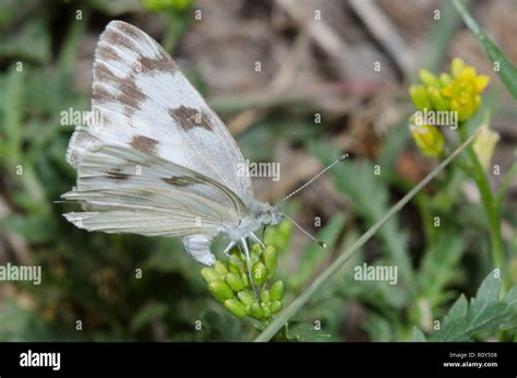 Checkered White Pontia Protodice Female Ovipositing On Spreading