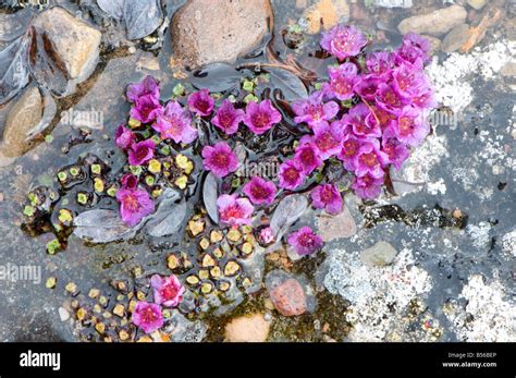The Purple Flowers Of The Purple Saxifrage In The Arctic Spring Are The