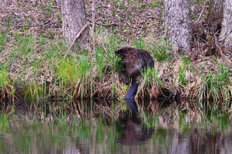 Bebrs Sakož Makšķernieku Vīrietis Līdz Nāvei Noasiņo Ciema ārsts šokā Lalv