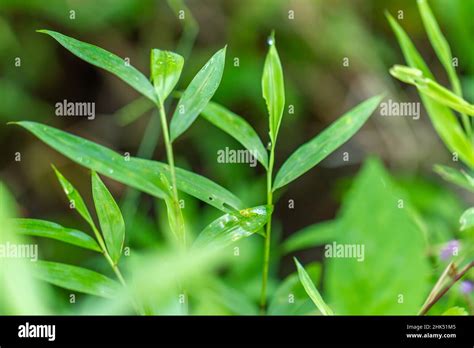 Microstegium Vimineum Commonly Known As Japanese Stiltgrass Packing