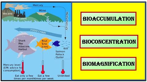 The Truth About Bioaccumulation Bioconcentration And Biomagnification Youtube