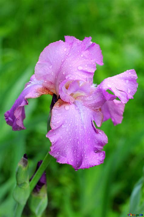 Iris Garden Free Image № 34763