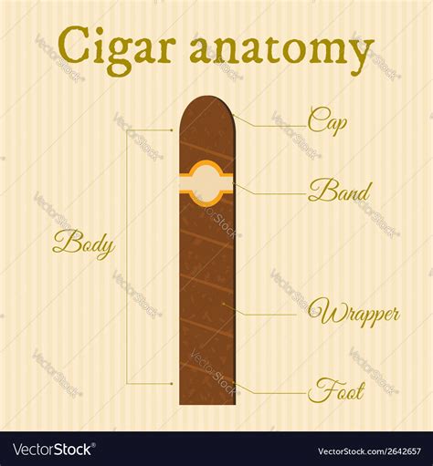 Cigar Structure1 Royalty Free Vector Image Vectorstock