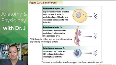 Phyl 142 Immune Interferons And Complement Youtube