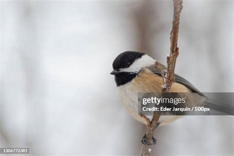 Angrignon Park Stock Fotos Und Bilder Getty Images