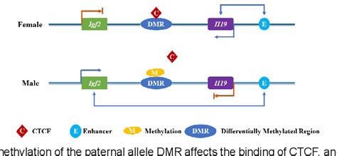Figure 1 From Key Roles Of Ccctc Binding Factor In Cancer Evolution And