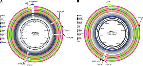 Comparative Genomic Showing Differential Prophage Profiles In Guinea Download Scientific