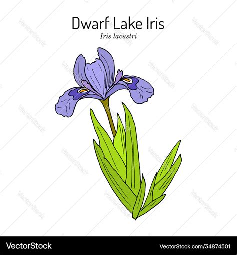 Dwarf Lake Iris Iris Lacustris State Wild Flower Vector Image