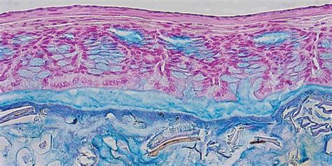 Antibiotics Disrupt The Beneficial Mucus Barrier Lining The Gut Drug