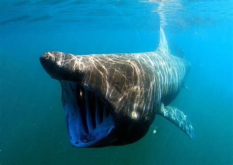 Bc Basking Sharks Saanich Inlet Protection Society