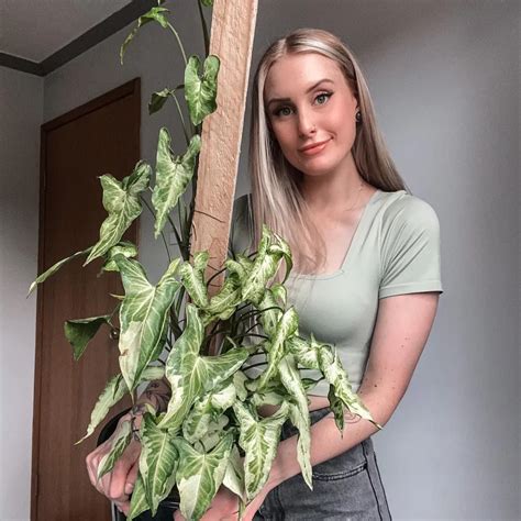 Arrowhead Plant Care Tips For Lush Growth