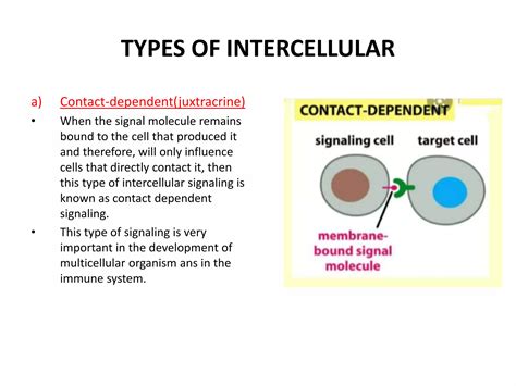 Intercellular Signalling Pathways PPTX Endocrine And Metabolic Diseases Diseases And