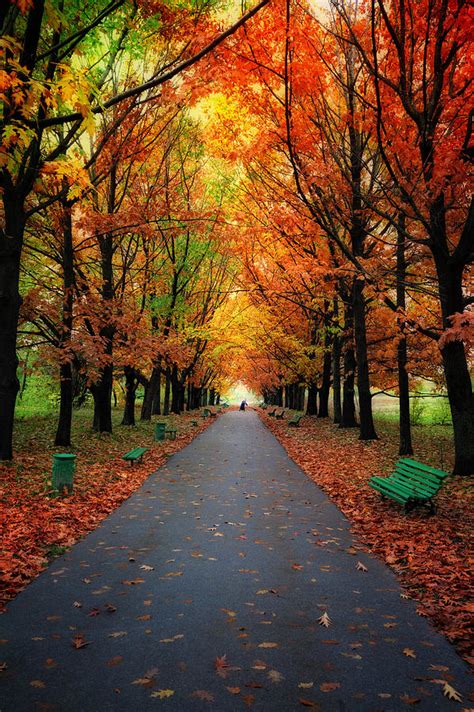 Autumn Trees In Park With Colorful By Sergiy Trofimov Photography