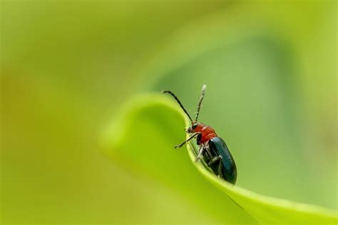 100000 Free Cute Bug And Bug Images Pixabay