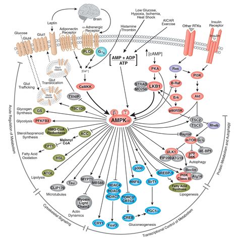 Overview Of Metabolism Cell Signaling Technology