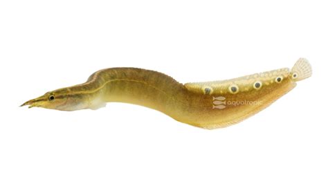 An Underwater Peacock Eel Quality Marine