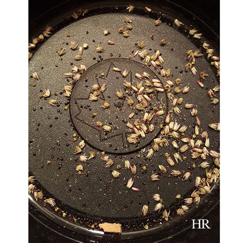 Gardening How To Grow Cockscomb Hope Reflected