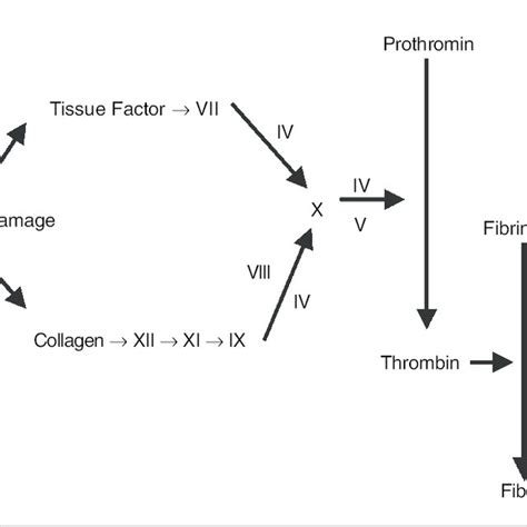 Classic Schematic Representation Of The Coagulation Cascade The