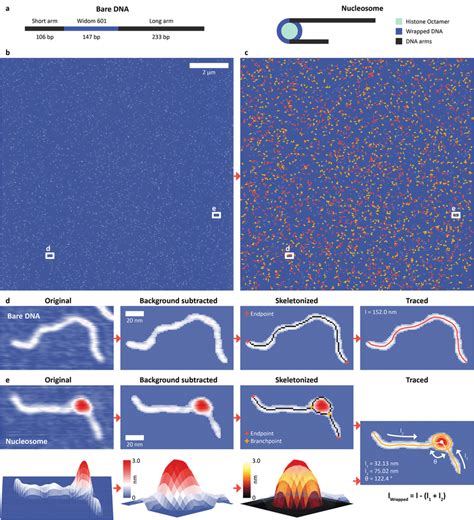 Dna And Nucleosome Structure Parameters Measured By Automated Afm Image