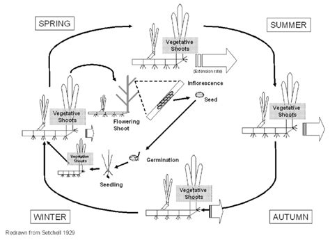 Eelgrass Phylum Lottia Alveus