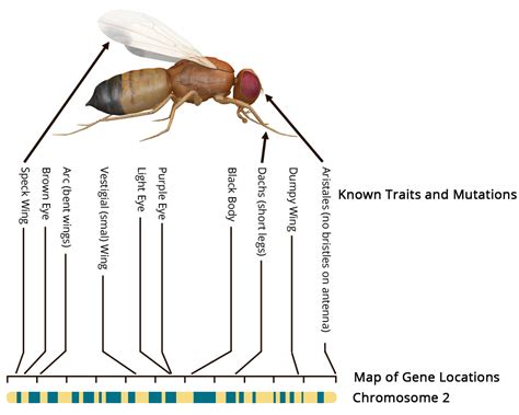 Simple Fruit Fly Gene Map