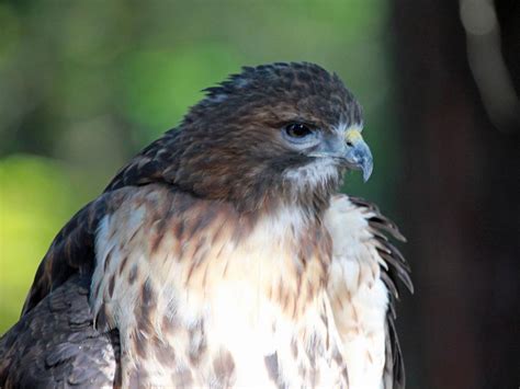 Broad Winged Hawk Buteo Platypterus Boreal Songbird Initiative