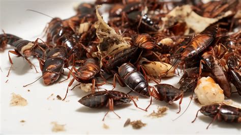 German Roaches Shakespeare Pest Control