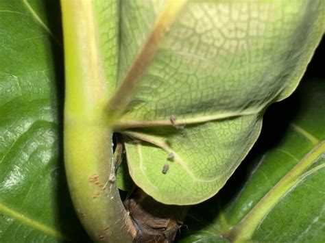 Does My Fiddle Leaf Fig Have Pests R Plantclinic
