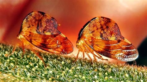 Genus Omolon · Inaturalist United Kingdom