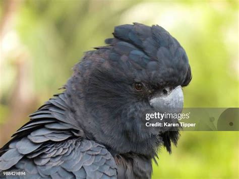 Red Tailed Black Cockatoo Palm Red Tailed Black Cockatoo Palm