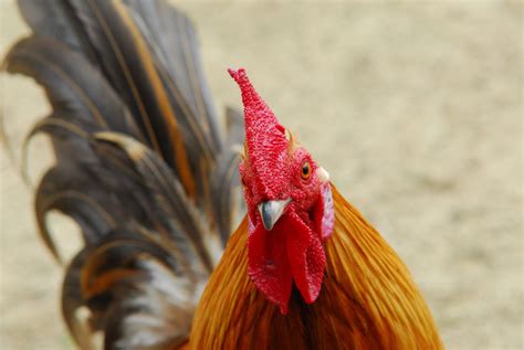 Breeding Chickens Chicken Care Chickens Guide Omlet Uk