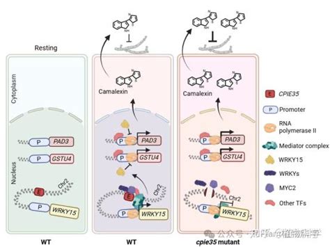 华中农大姜道宏团队揭示 增强子 启动子 转录因子”模块调控植物免疫稳态的新机制 知乎