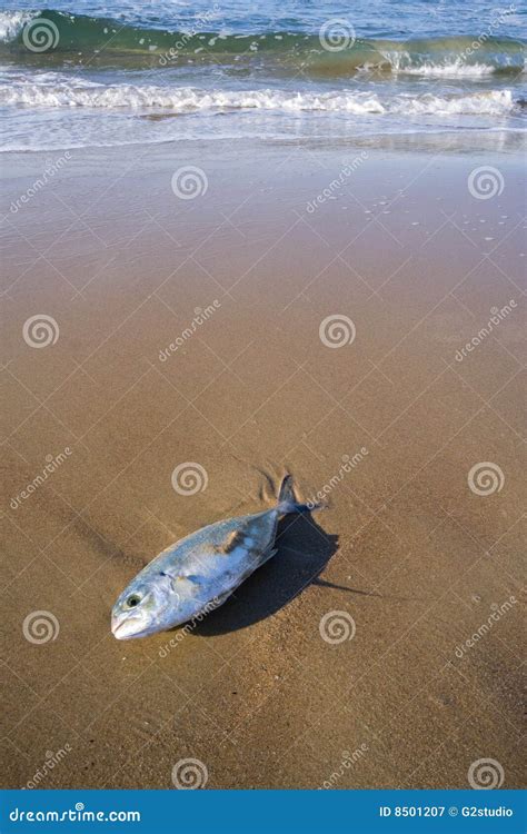 Dead Tuna Stock Image Image Of Tropical Animal Reef 8501207