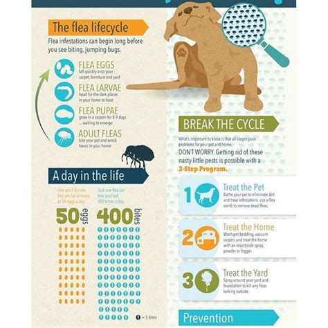 Prevent Fleas With Monthly Preventatives