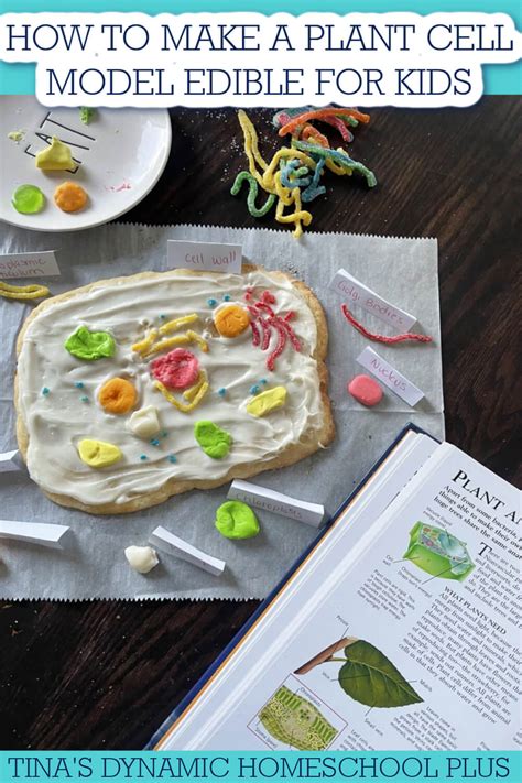 Edible Plant Cell Model Labeled